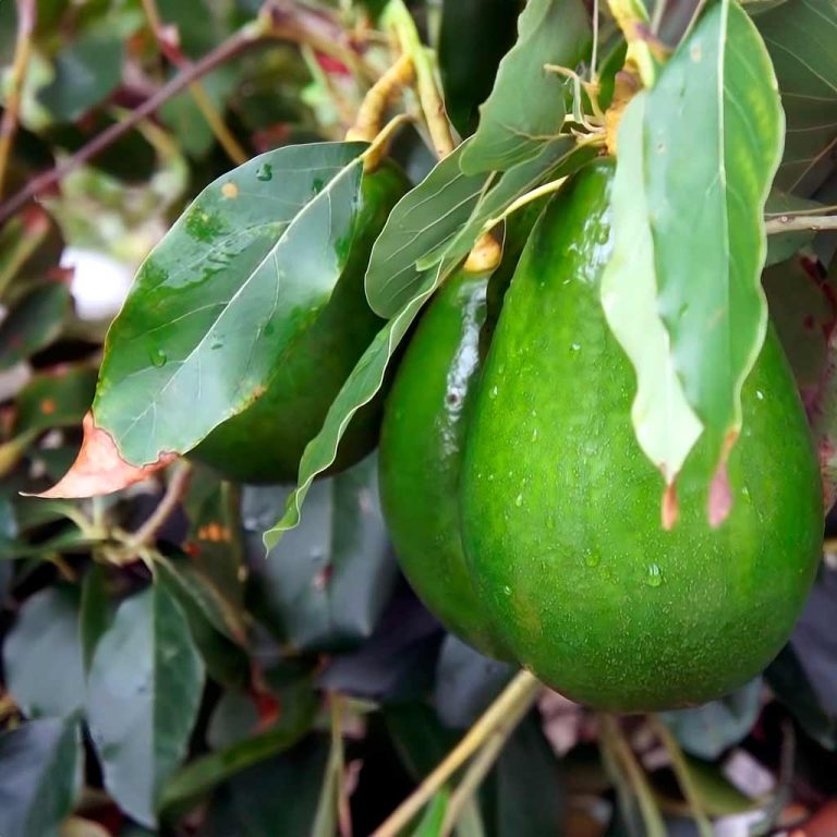 ¿Sabías que Cuba fue líder en exportación de aguacates? ¿Qué pasó?